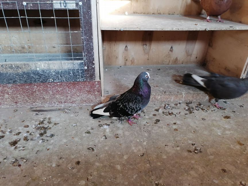 Продажа курских голубей