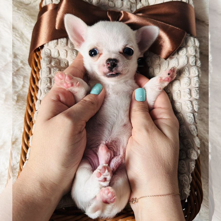 Чихуахуа, щенок