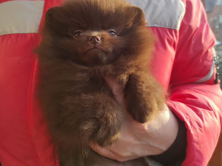 Померанские цветные девочки с документами