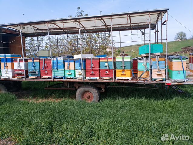 Пчелосемьи пчелопакеты расплод купить в Верхнерусском Животные и