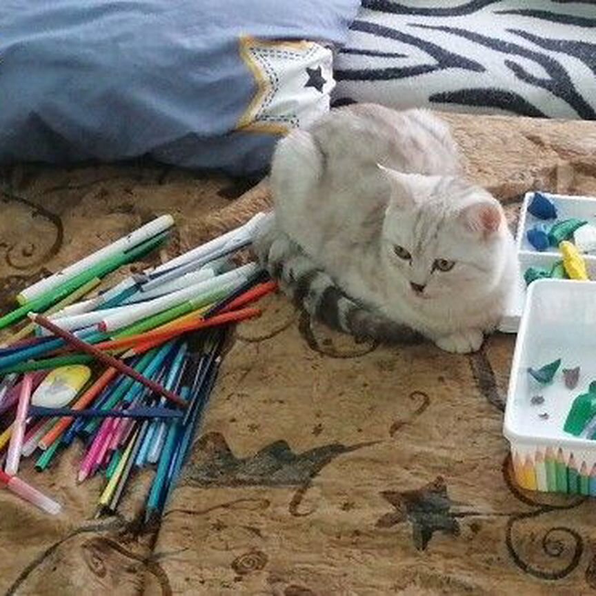 Шотландские прямоухие котята серые