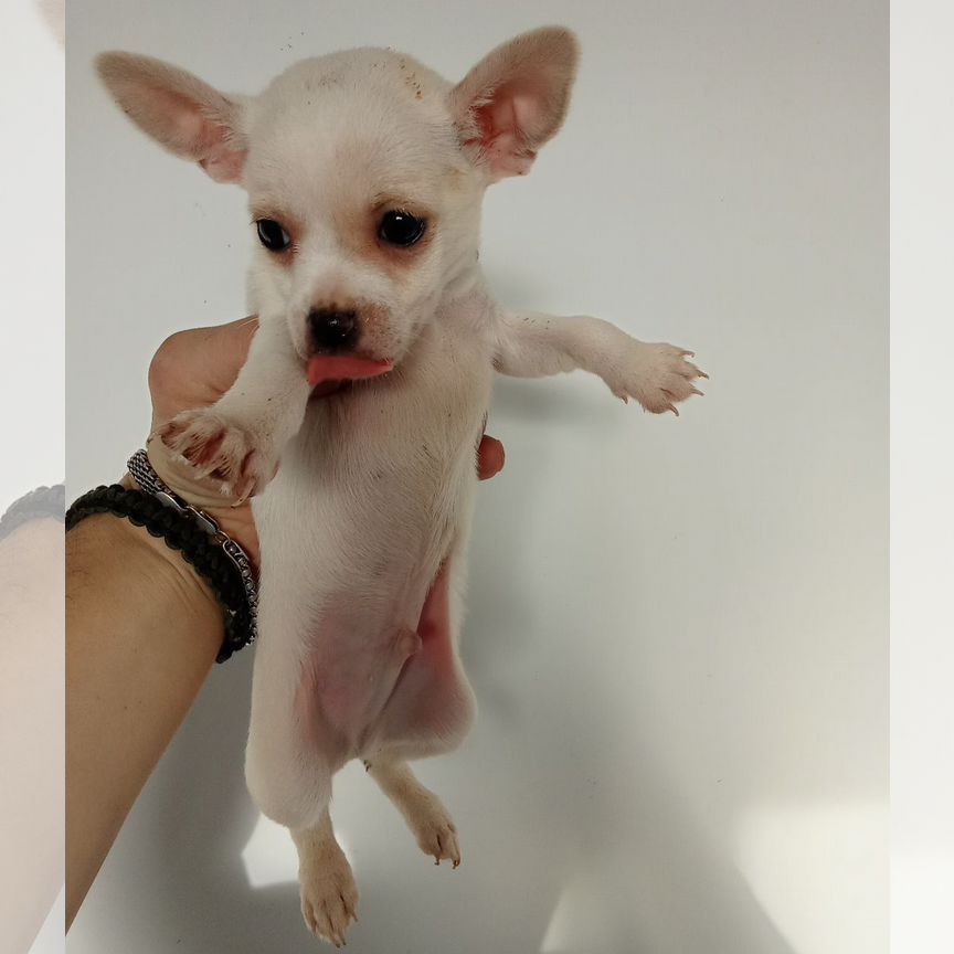 Чихуахуа, щенок