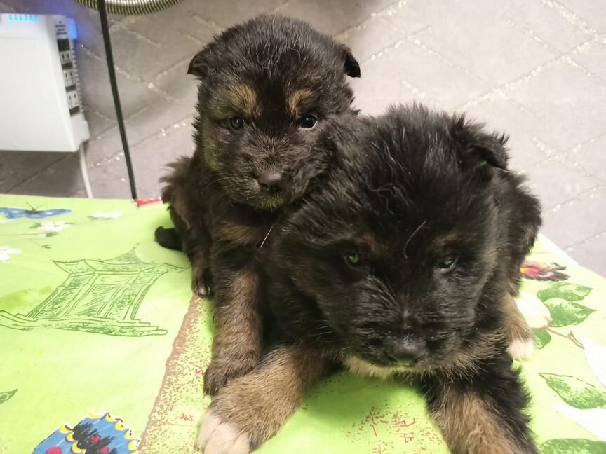 Щенки овчарки