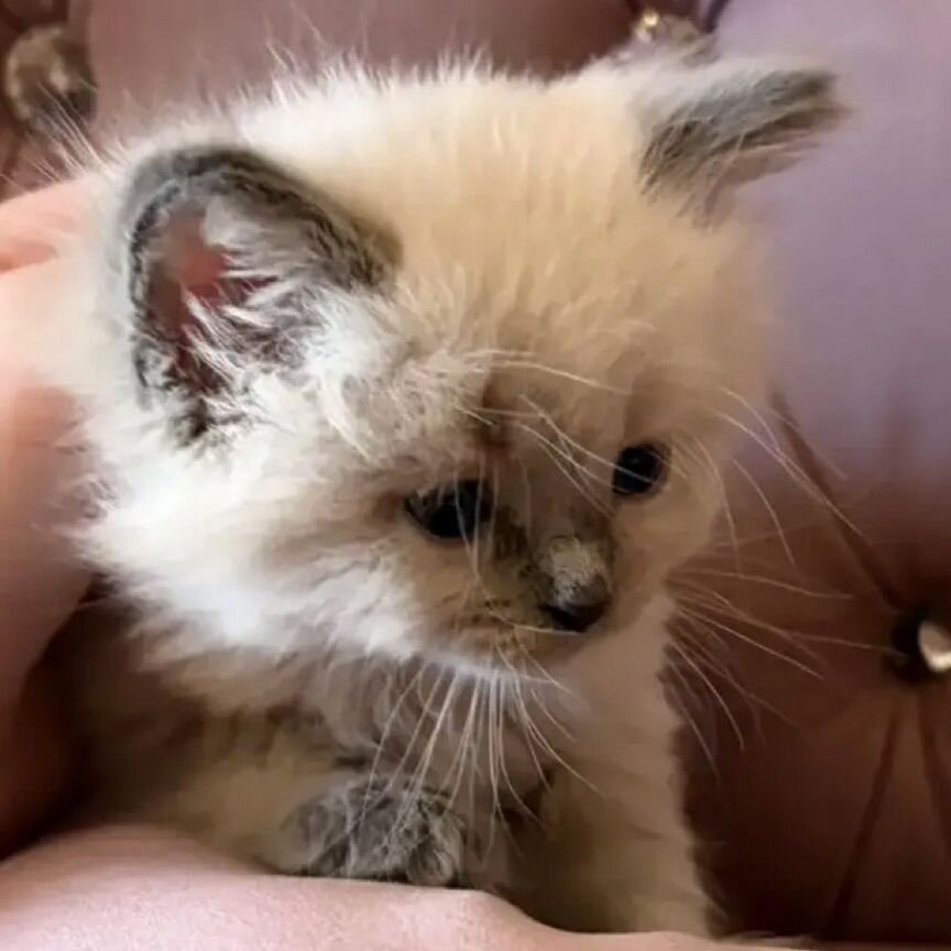 Невский маскарадный котёнок