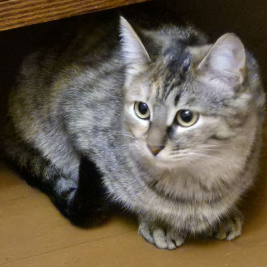 Кошечка в добрые руки
