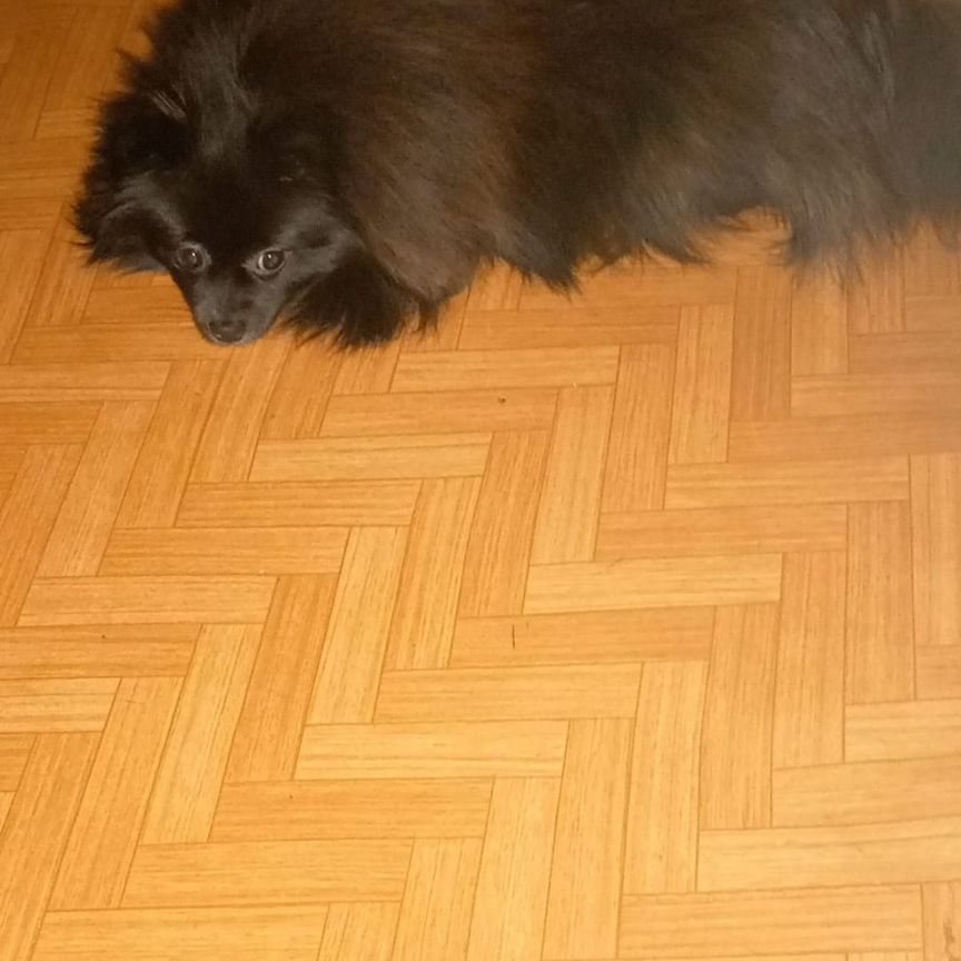 Шпиц молодая