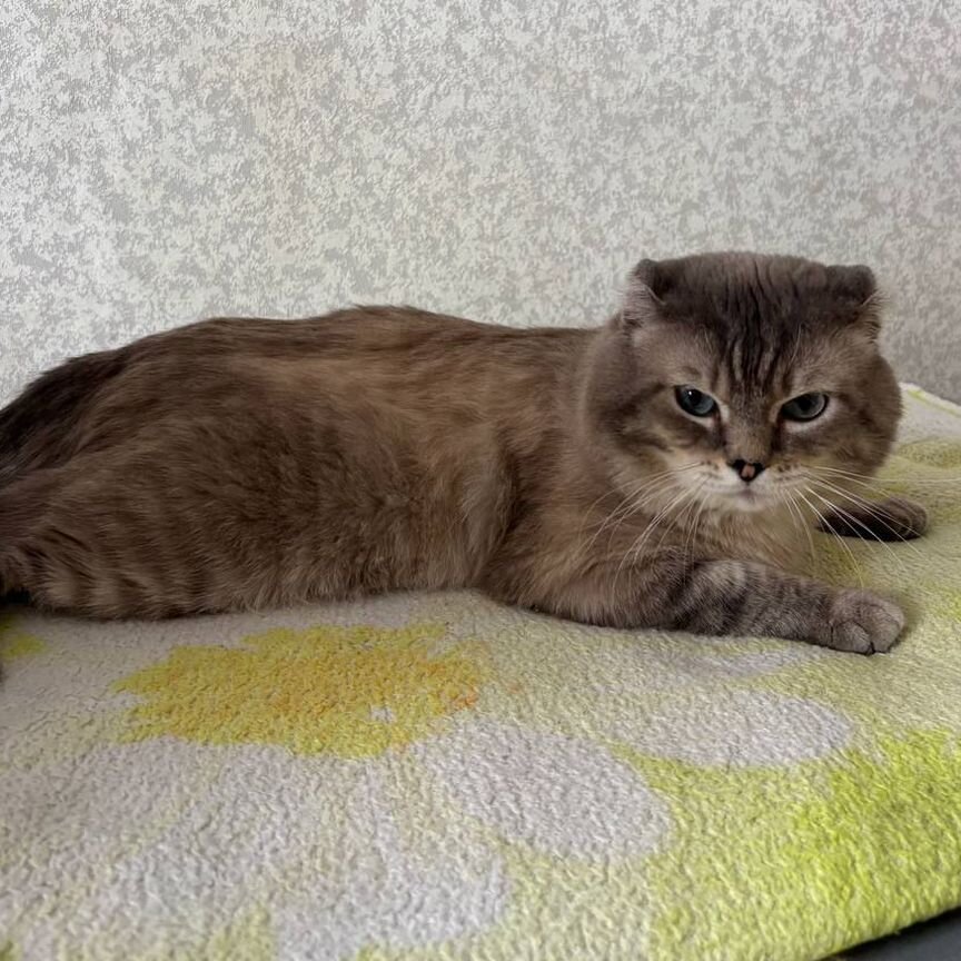 Шотландский вислоухий короткошёрстный, взрослый кот