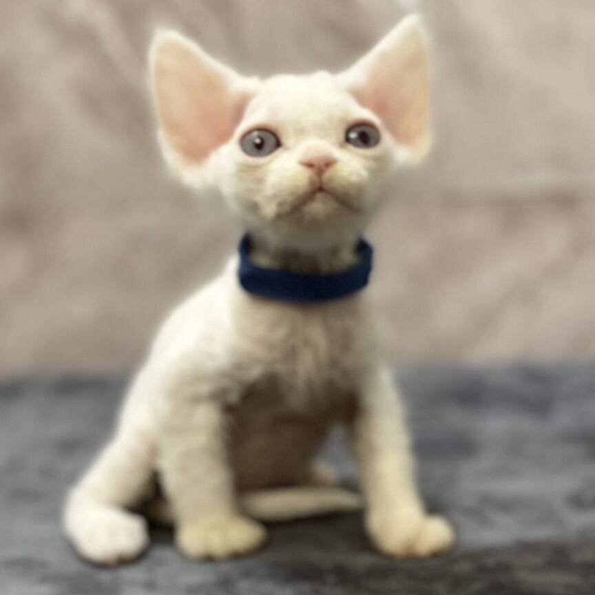 Мальчики и девочки Девон рекс