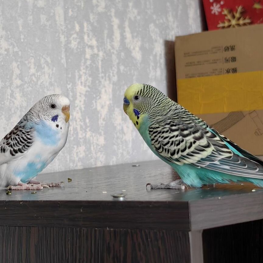 Волнистый попугай