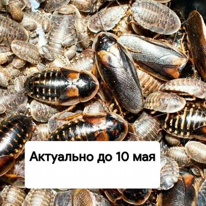 Аргентинский таракан Blaptica Dubia