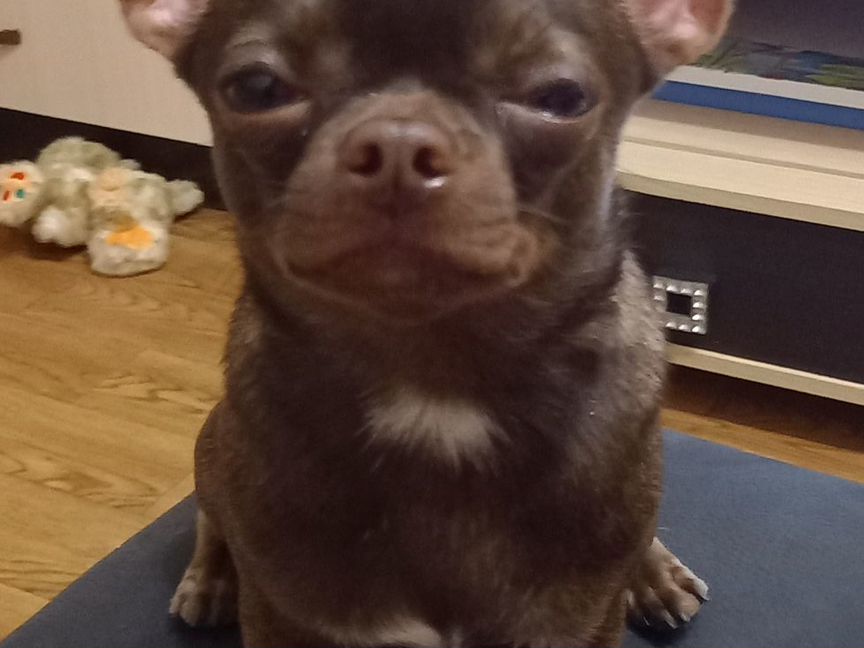 Вязка чихуахуа