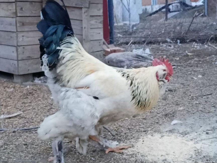 Петух фавероль