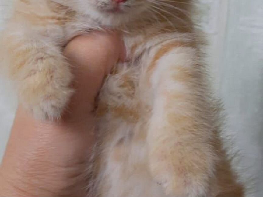 Котёнок Лео