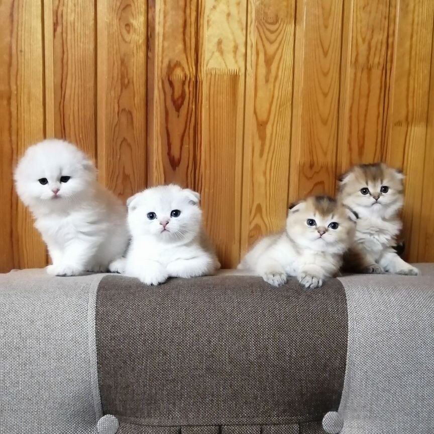 Шиншилловые котята