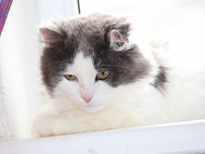 Каспер кот
