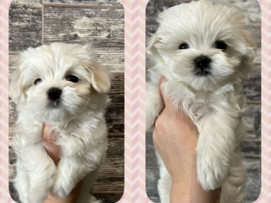 Очаровашки малыши мальтийской болонки