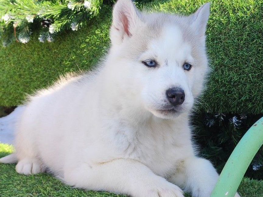 Сибирский хаски голубоглазые блондины