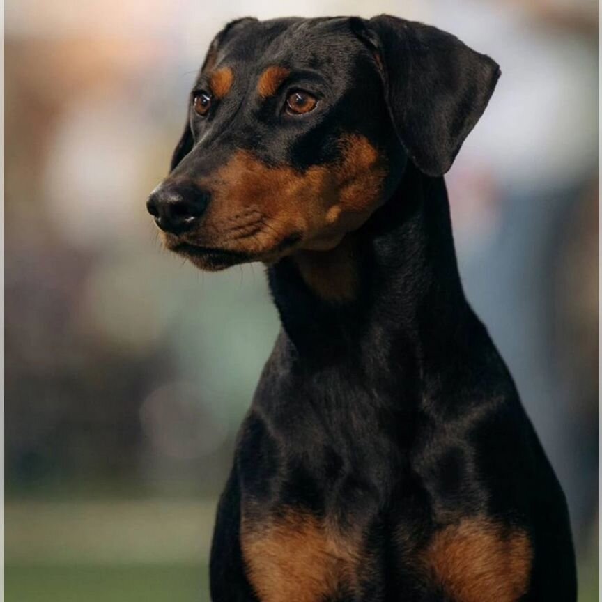 Немецкий пинчер щенки