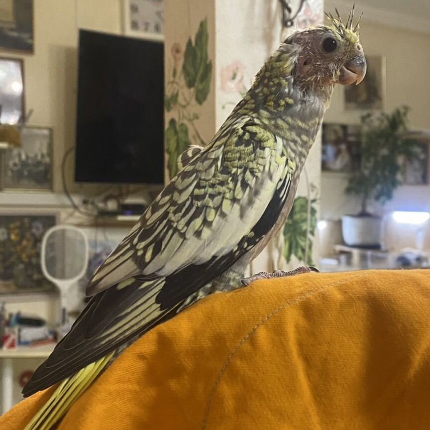 Попугай птенец корелла