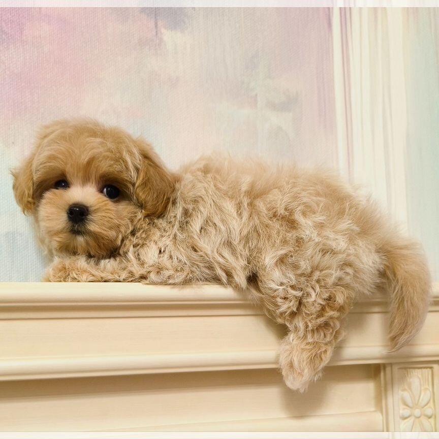 Мальтипу, щенок