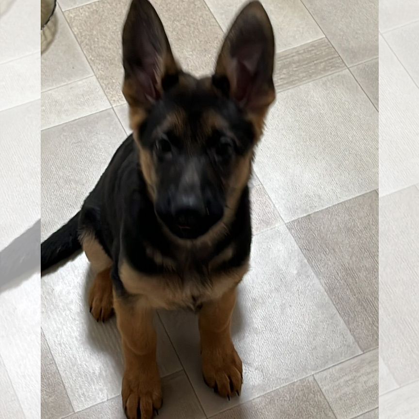 Немецкая овчарка, щенок