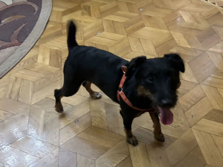 Найдена собака дратхаар