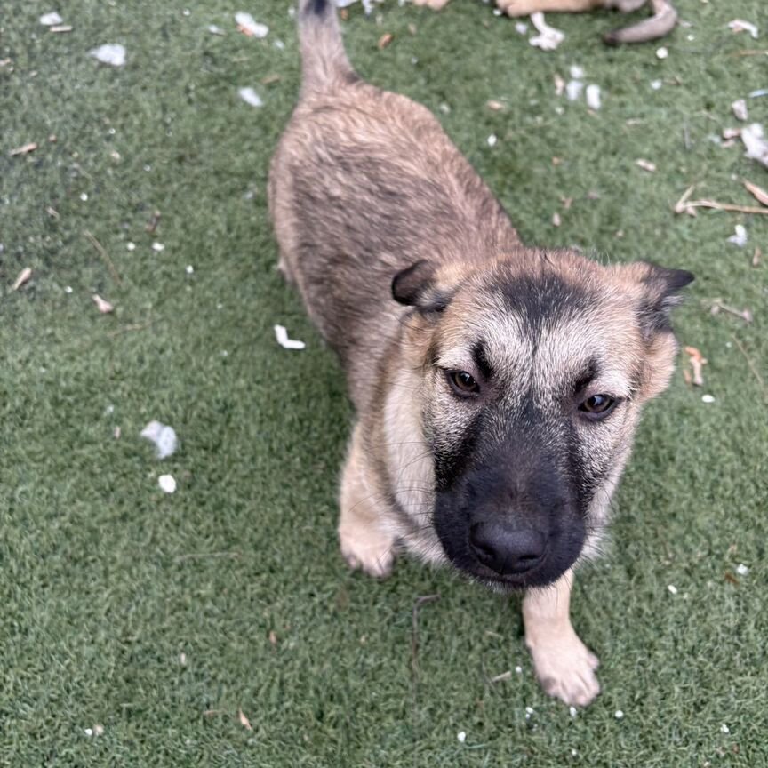 Активный игривый пацан