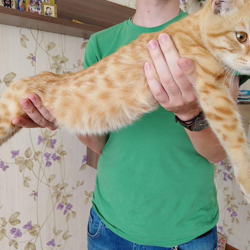 Кот, домашний, котенок 3 месяца