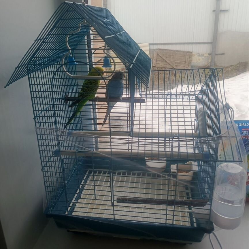 Волнистый попугай с клеткой