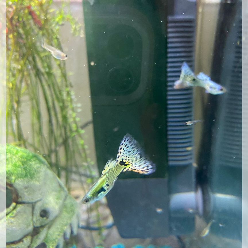 Аквариумные рыбки гуппи