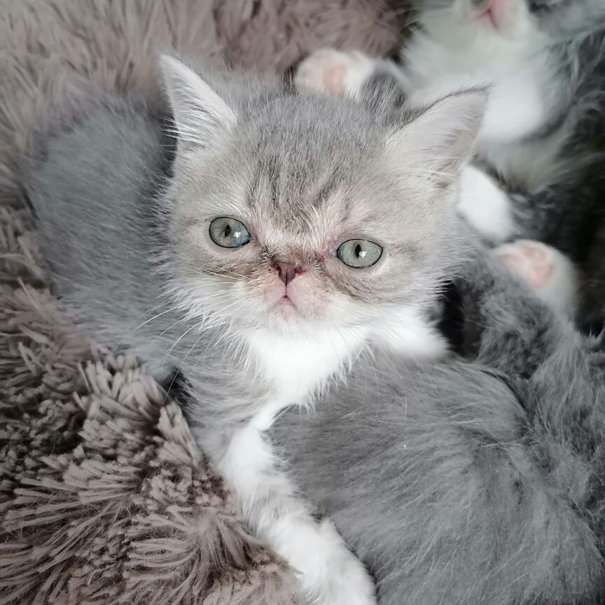 Экзотический мальчик