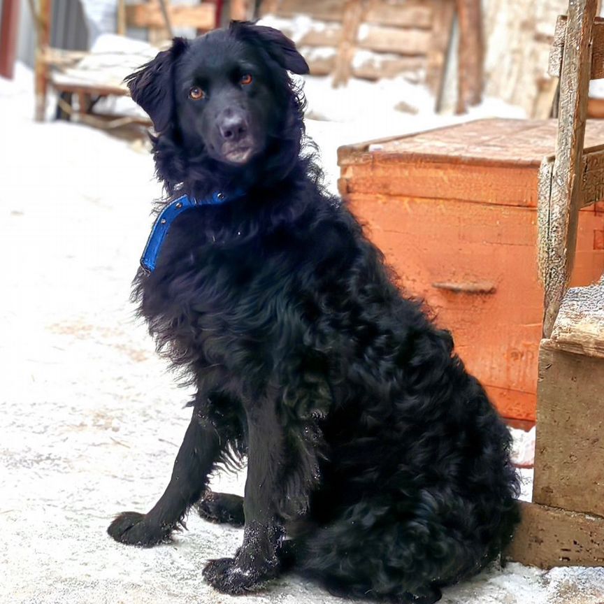 Добрый друг в добрые руки, собака Хатико