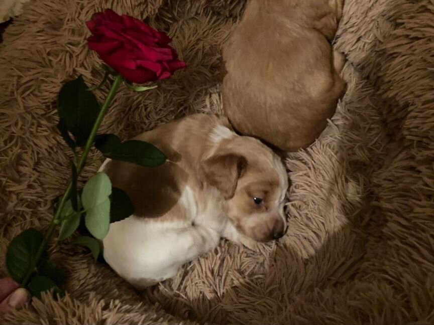 Щенки английского кокер спаниеля