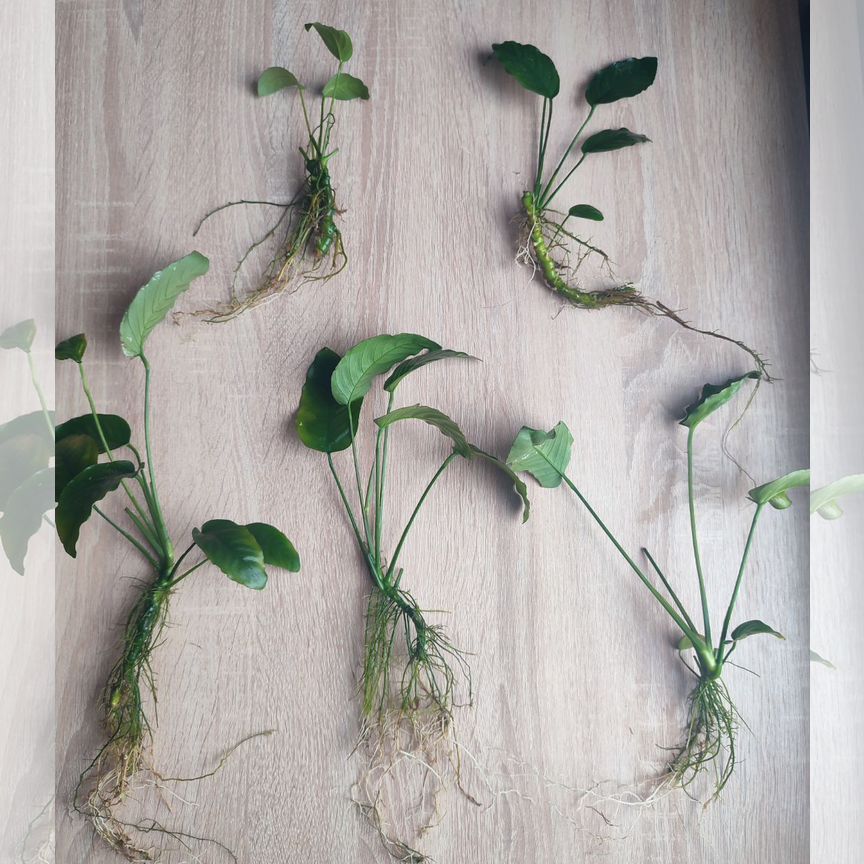 Анубиас большой