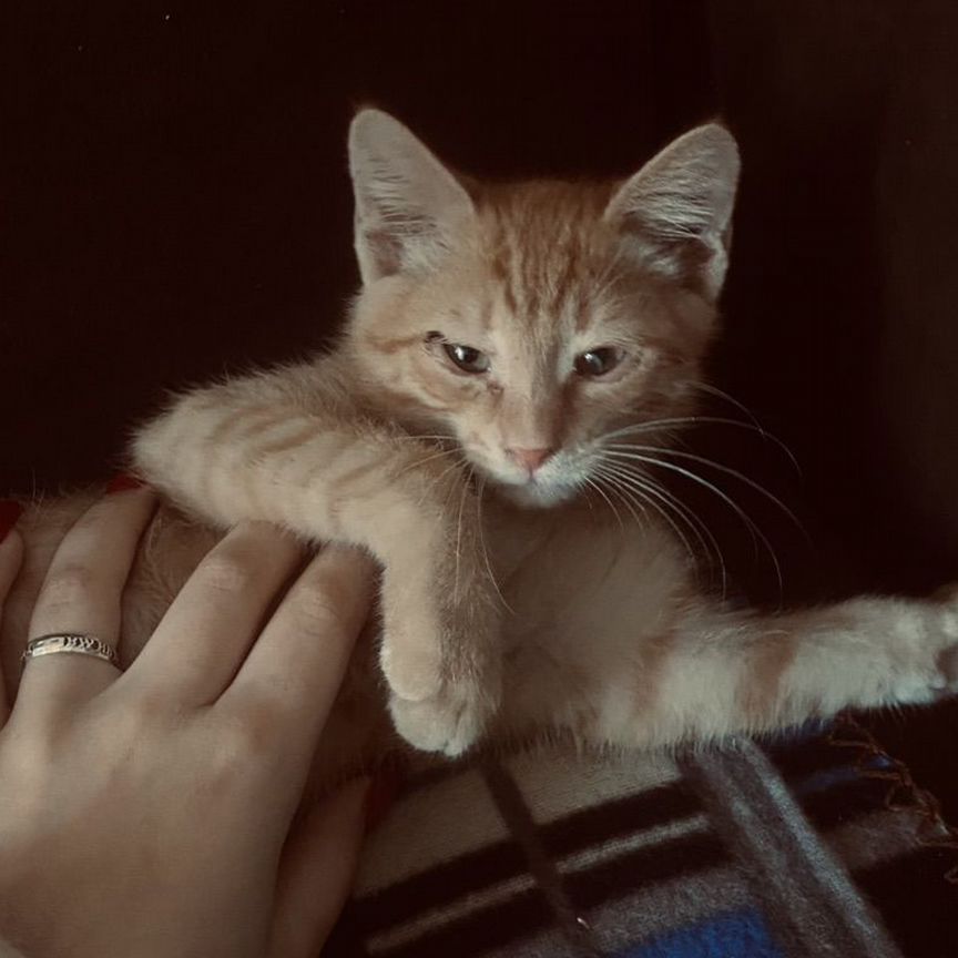 Котёнок в добрые руки