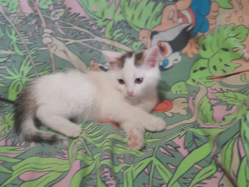 Котята(мальчики и девочки)в поисках надежной семьи