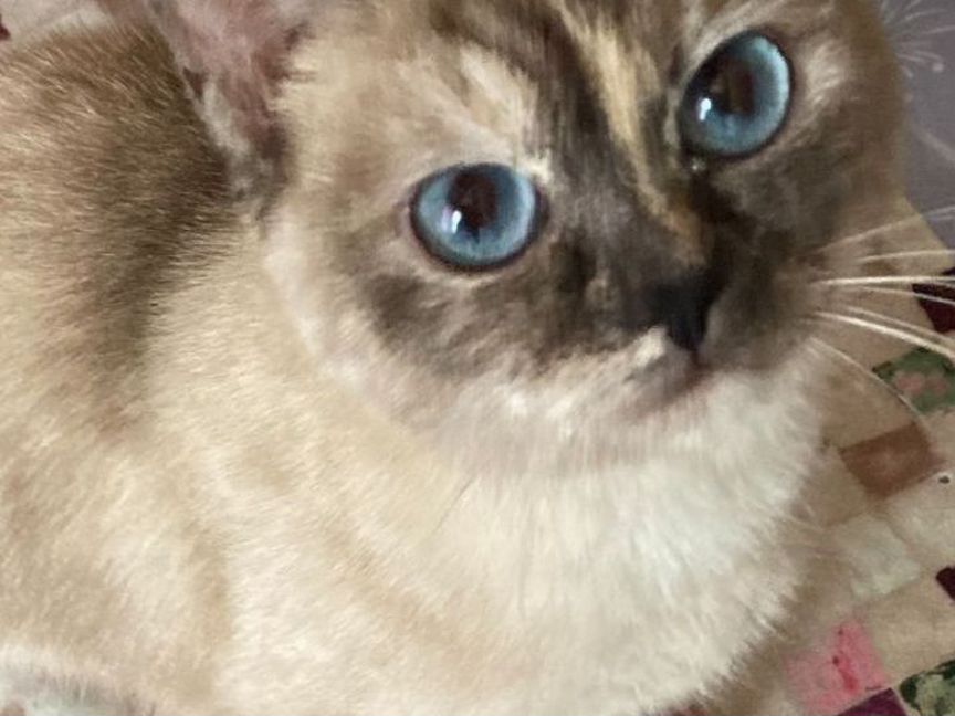 Кошка. Голубоглазая кошка. Охос азулес