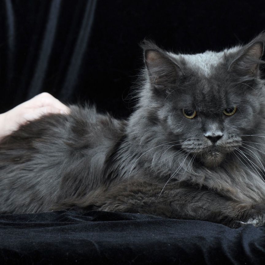 Кошка Майн-кун