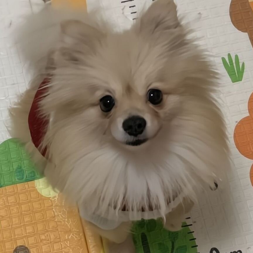 Померанский шпиц, взрослая собака