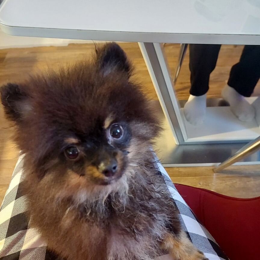 Померанский шпиц щенок