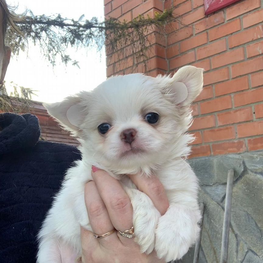 Чихуахуа белый принц