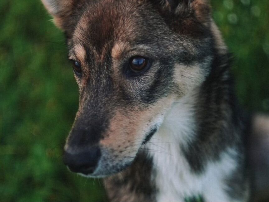 Пёсик - подросток после больницы ему некуда идти