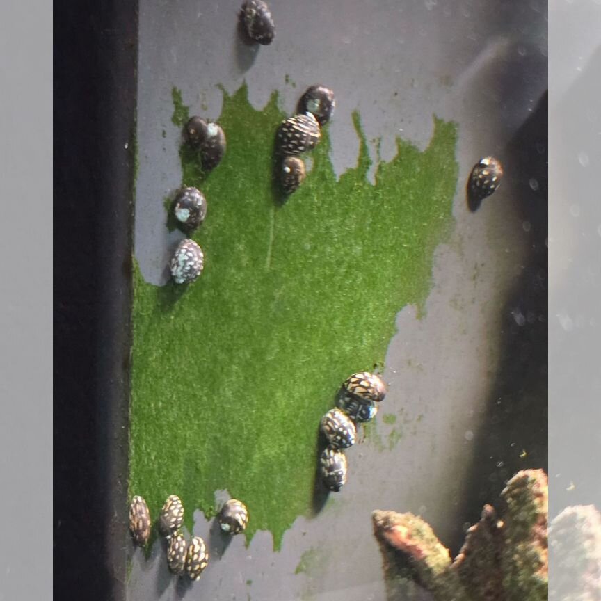 Улитки теодоксусы