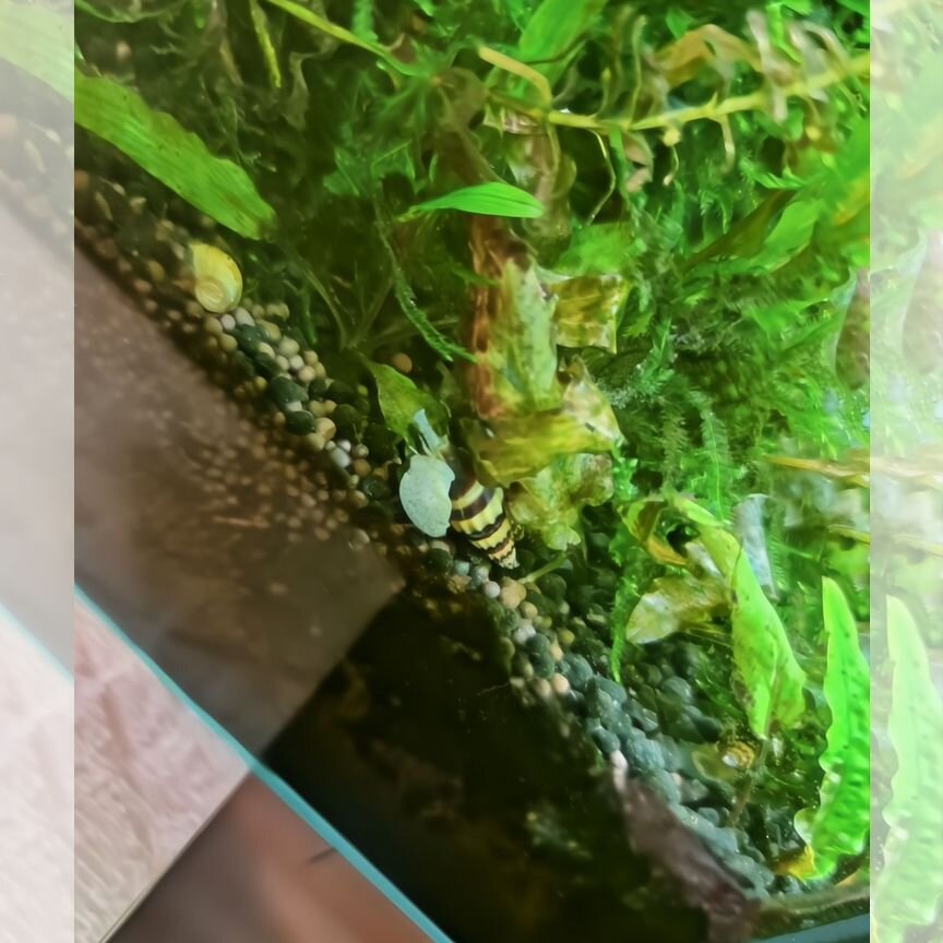 Улитки хилена