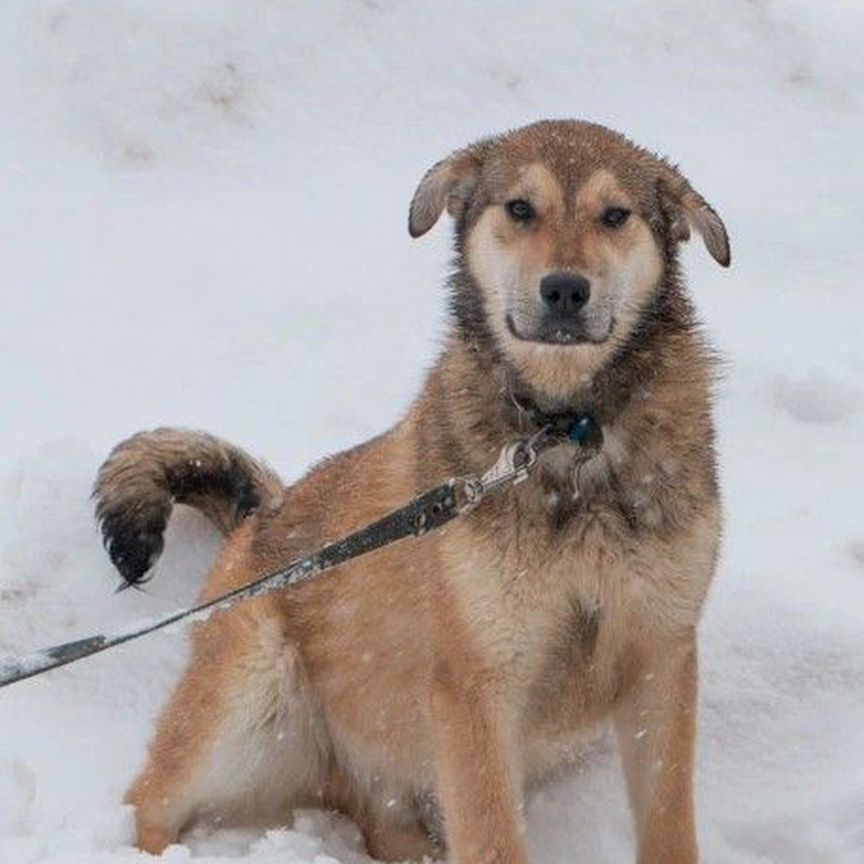 Очень классный Вилли ждёт вас