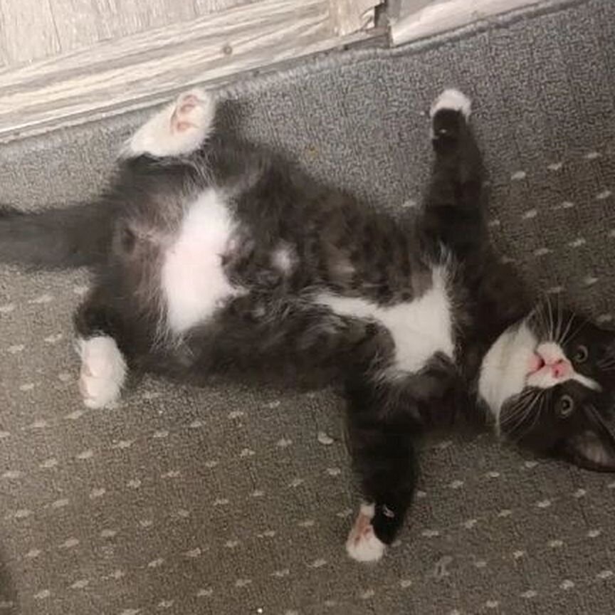 Котёнок в добрые руки