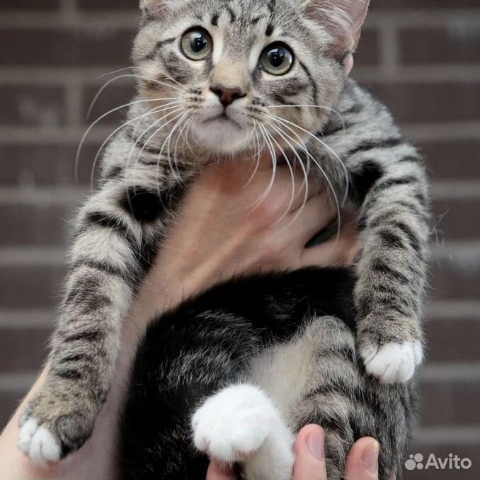 Кот Билли Бос 4,5 мес