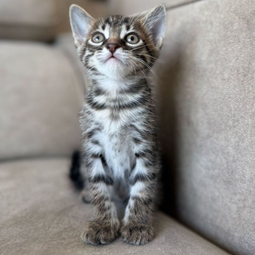 Котята
