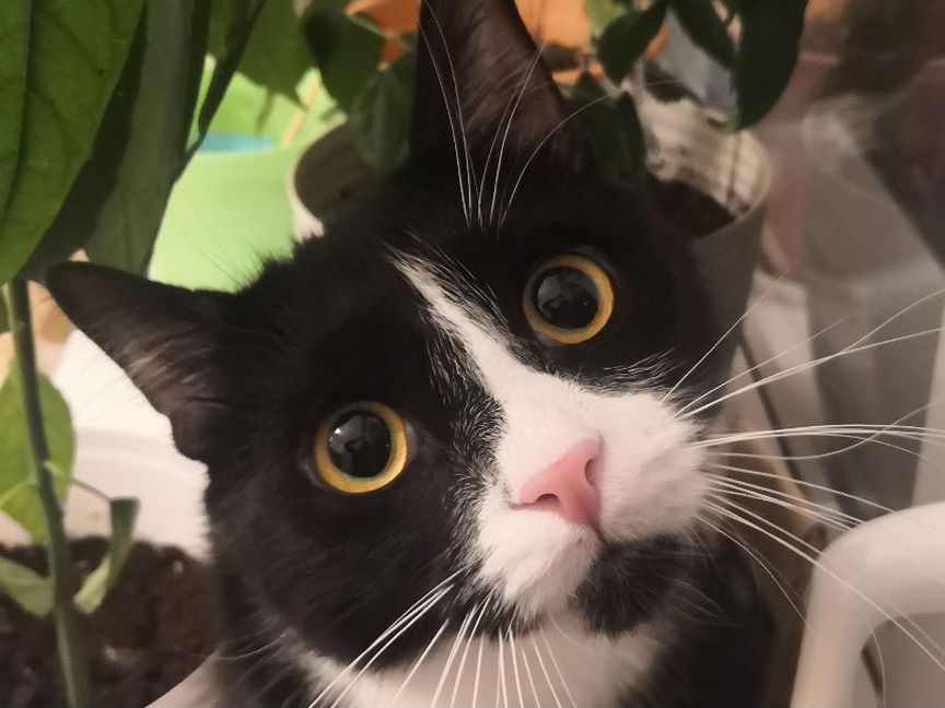 Кошка
