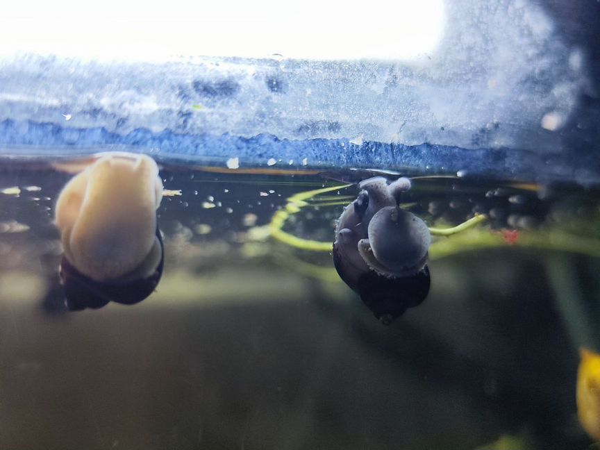 Улитки ампулярии